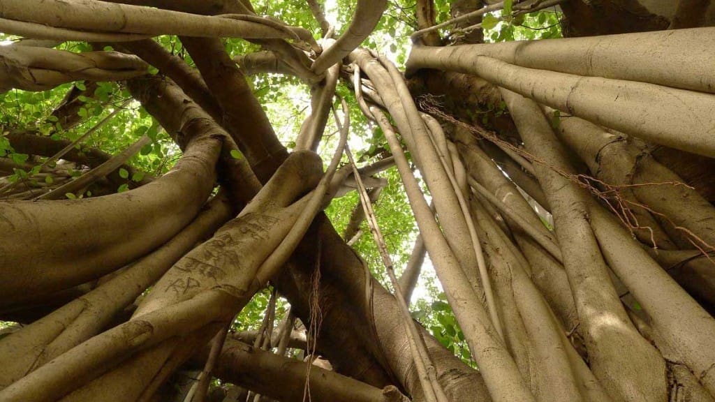 Manjhi Akshayavat, an immortal Banyan tree - The Green Ogre