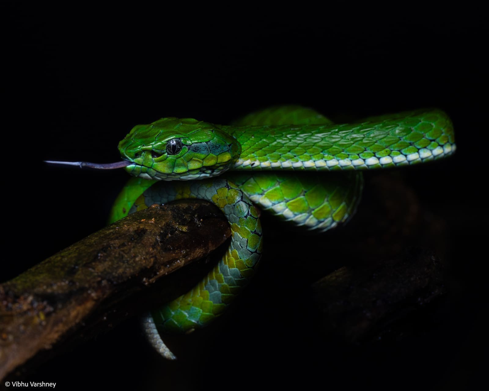 Herping in the rain - a monsoon diary from Munnar